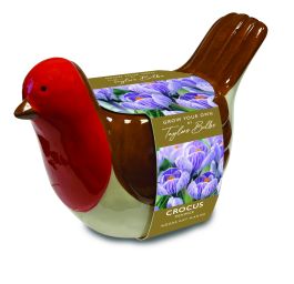 Robin Planter with Crocus Bulbs